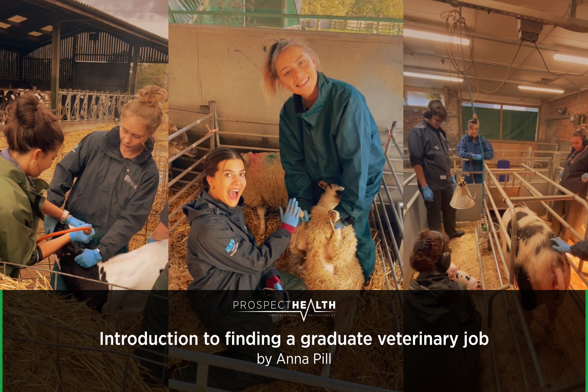 Finding a graduate veterinary job
