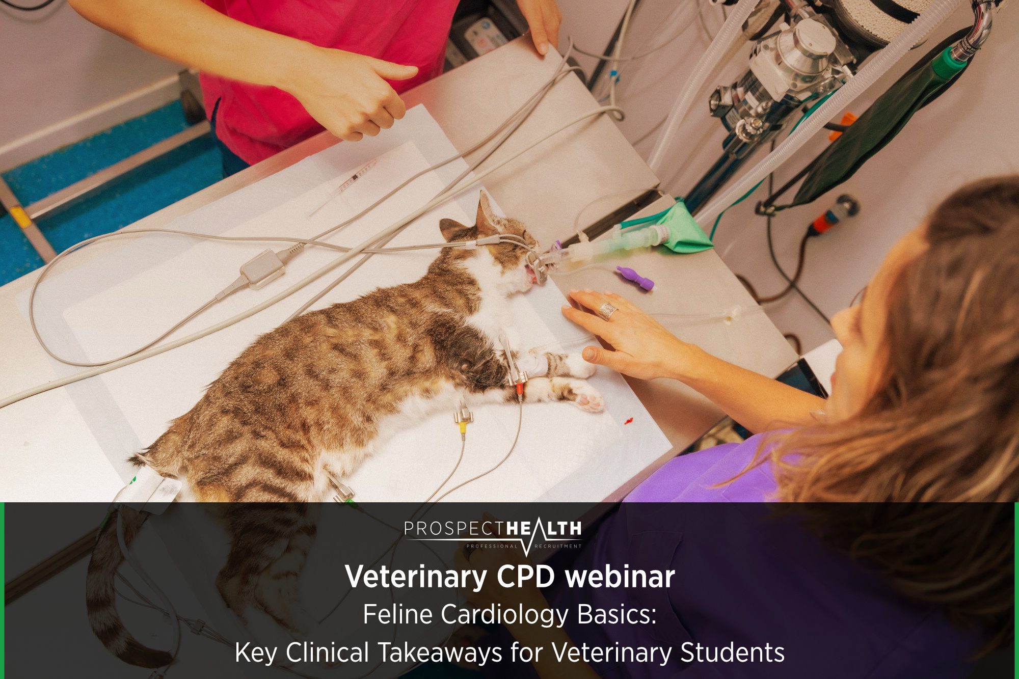 Veterinary CPD webinar - Feline Cardiology Basics