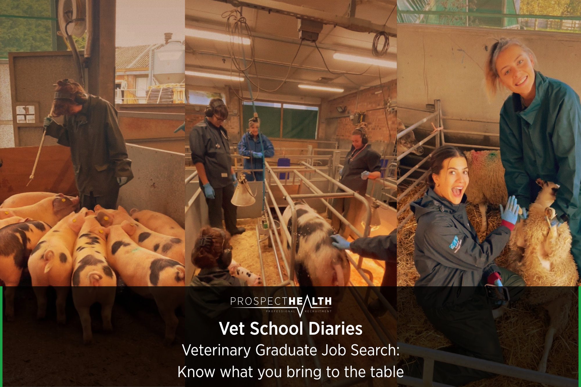 Veterinary Graduate Job Search