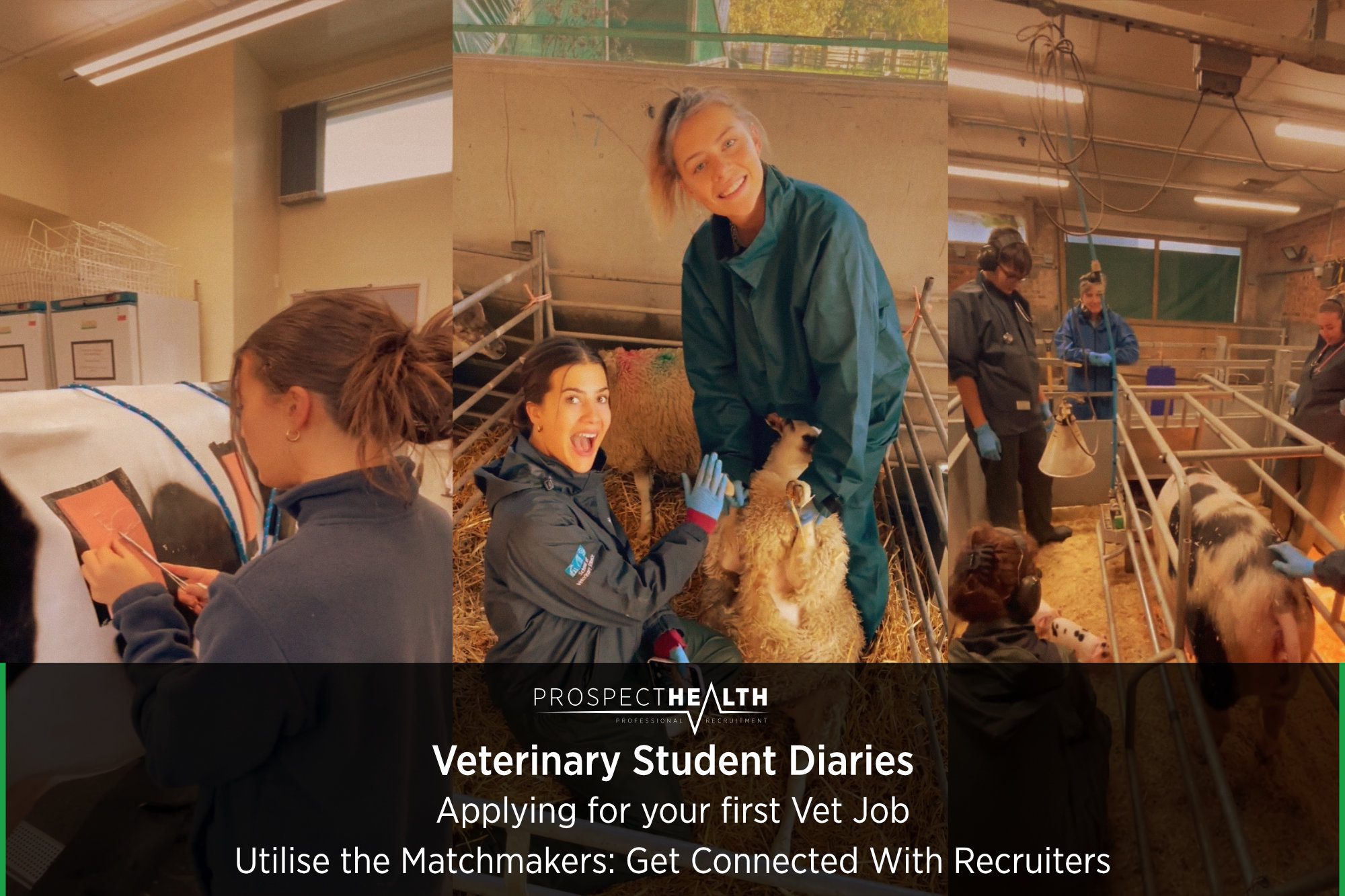 Vet Student Diaries - Your first Veterinary Job Application